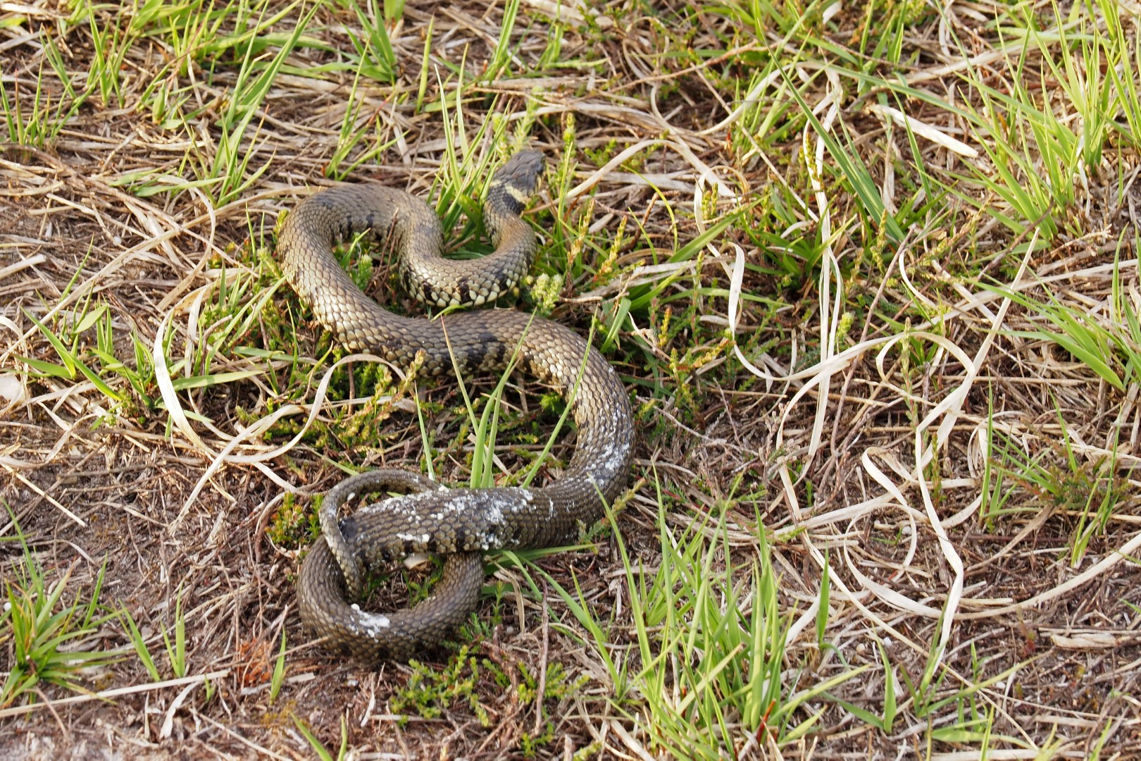 RAVON vrijwilligers monitoren reptielen in Boetelerveld