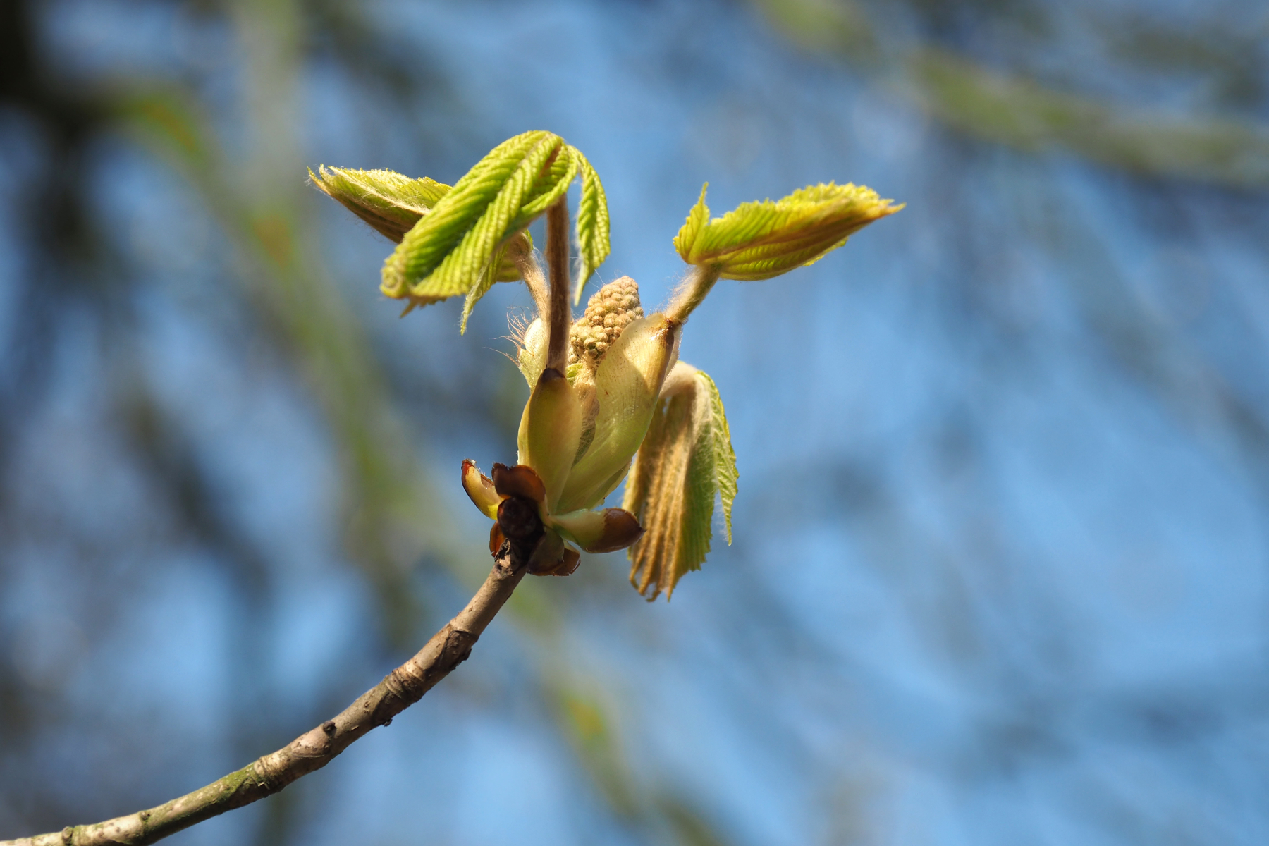 Beeldvrijwilliger en natuurfotograaf Nico Kloek neemt ons mee de lente in