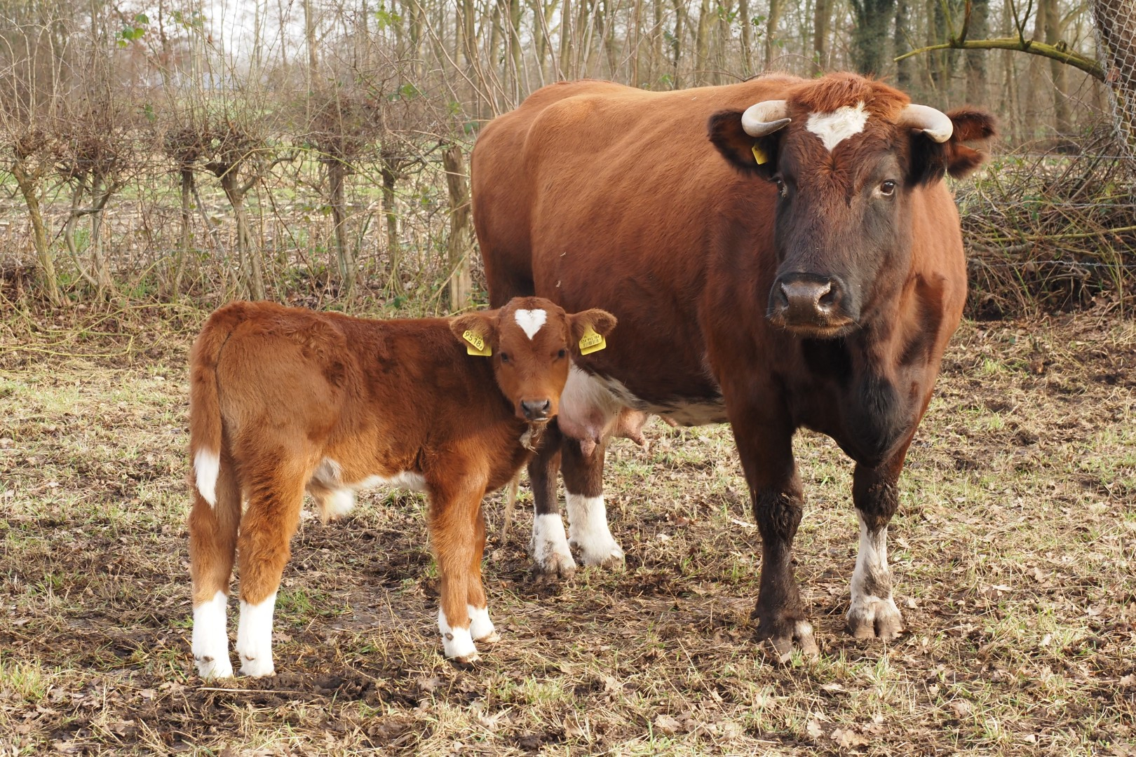 Natuurwerkgroep Regge restaureert oude schuur aan de Regge.